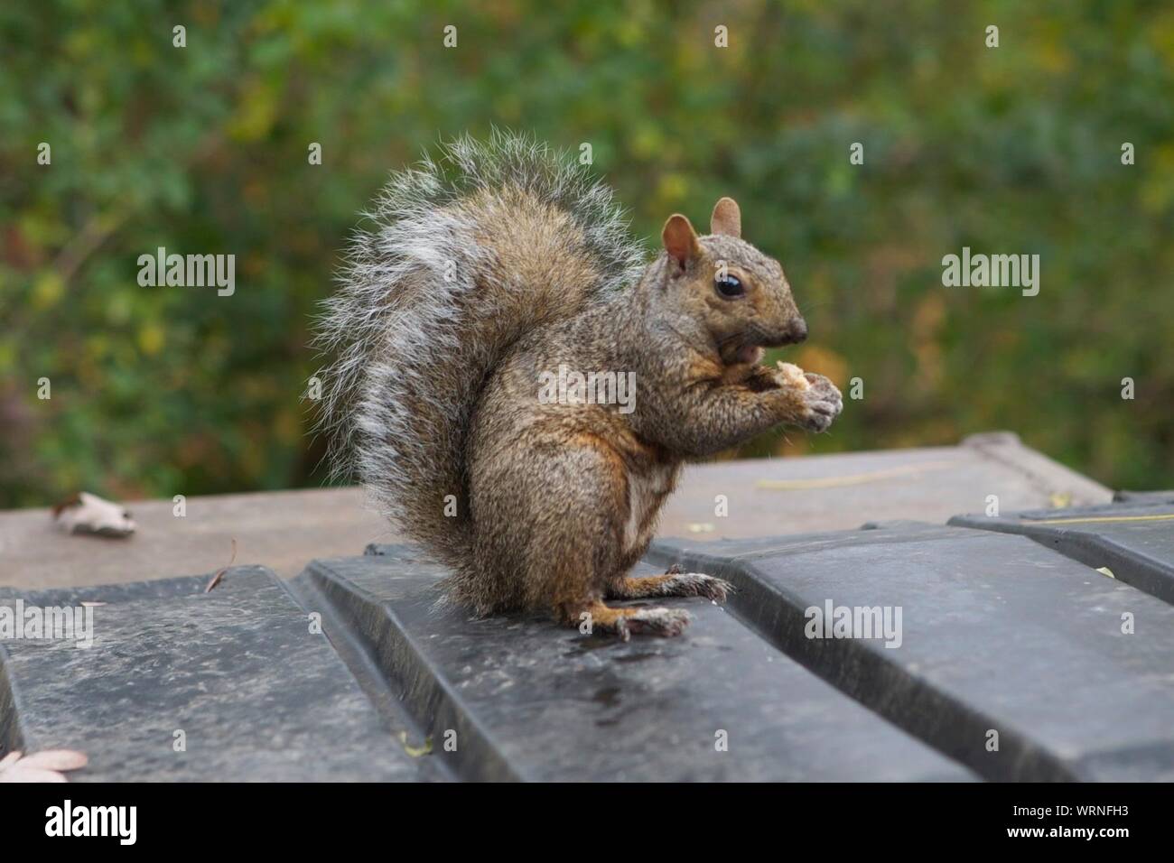 Squirrel Bench High Resolution Stock Photography and Images - Alamy