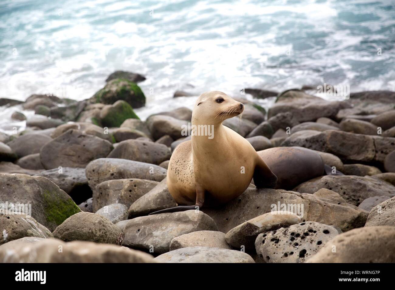 Seal on pebble beach hi-res stock photography and images - Alamy