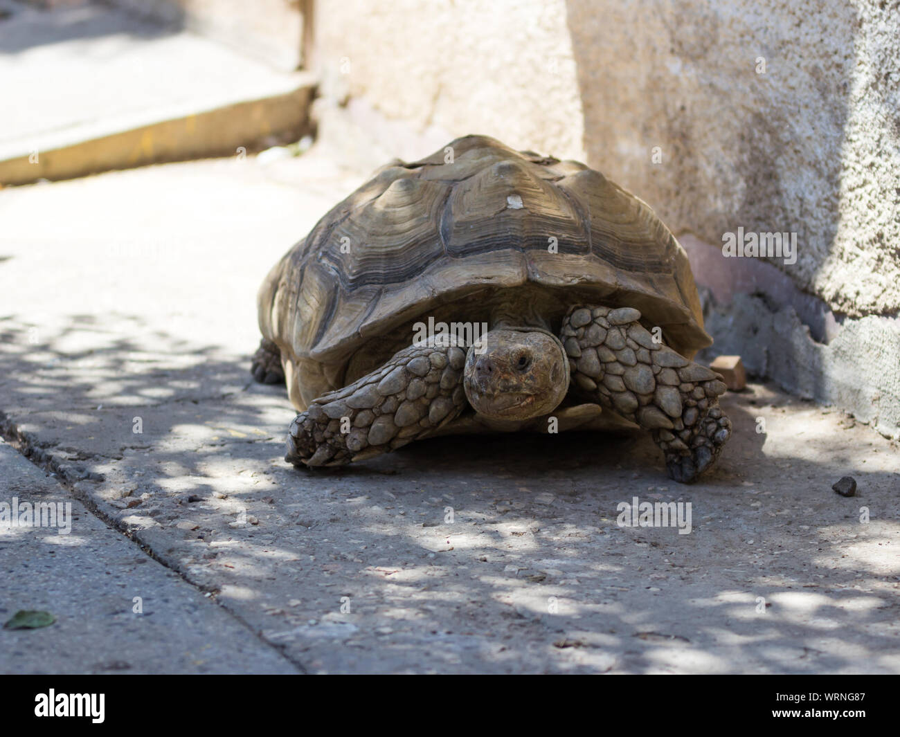 Mouth open tortoise hi-res stock photography and images - Alamy