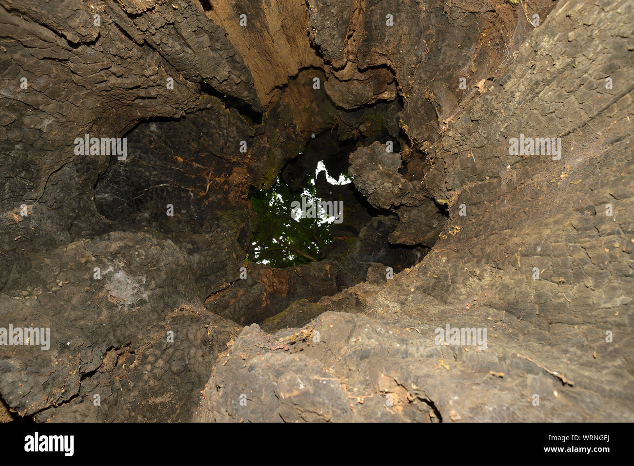 Electric Oak, Wickwar Stock Photo - Alamy