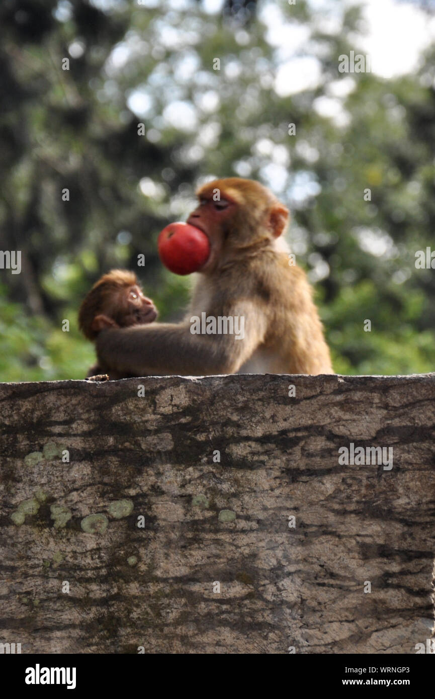 Monkey eating an apple hi-res stock photography and images - Alamy