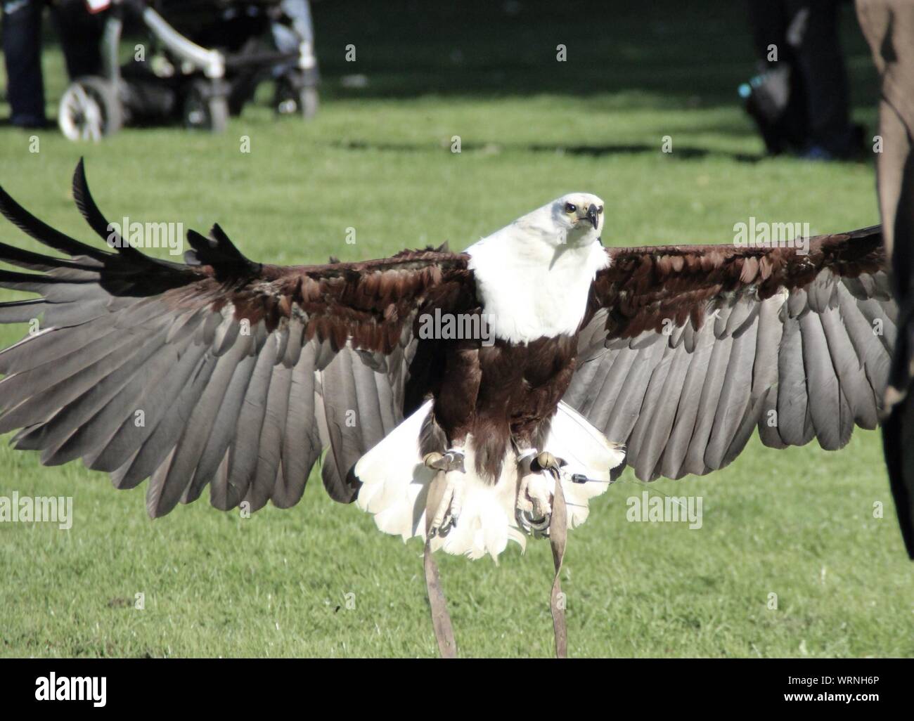 Eagle with outstretched wings hi-res stock photography and images - Alamy
