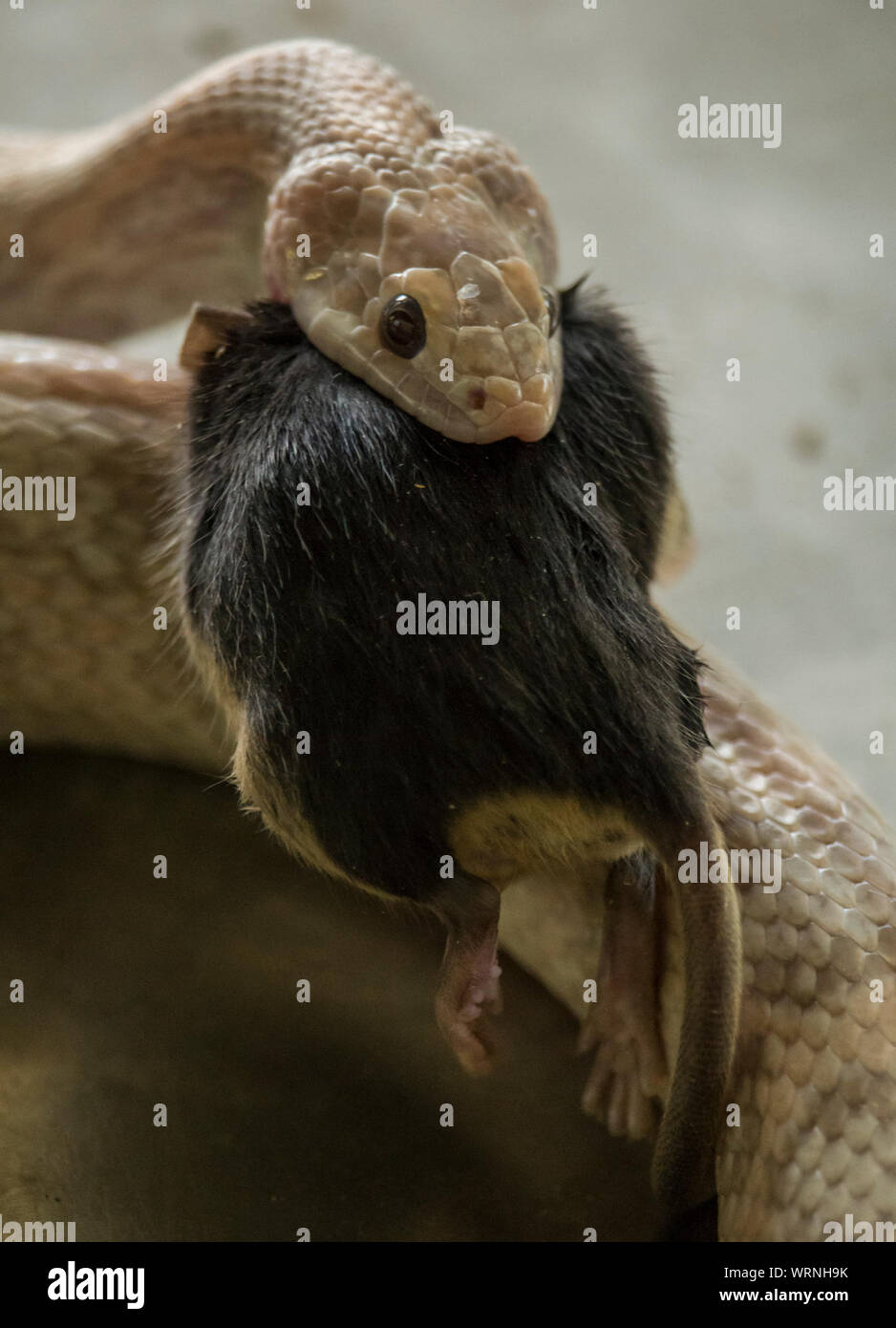 Rat snake close up hi-res stock photography and images - Alamy