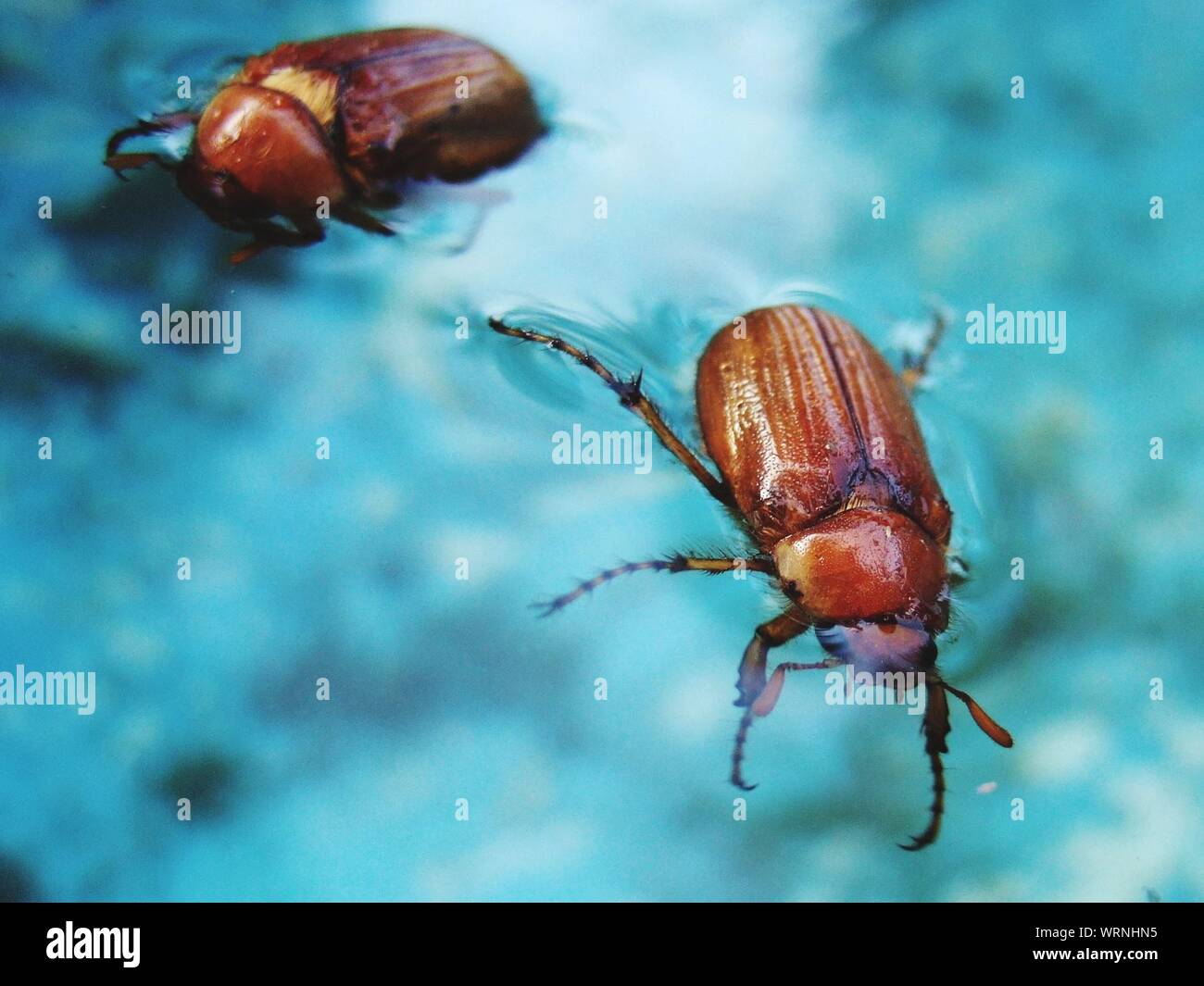 Insects in water hi-res stock photography and images - Alamy