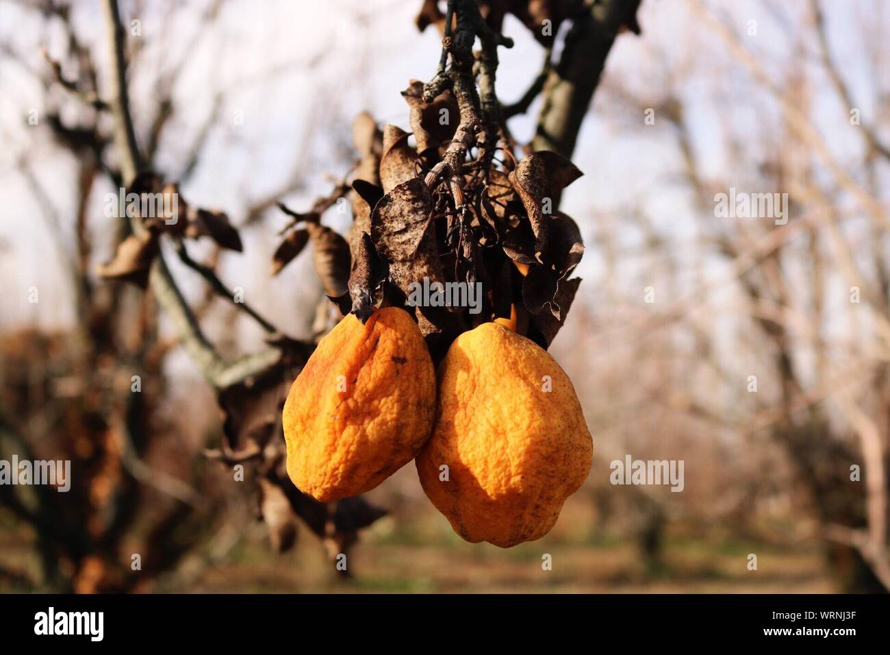 Rotten Fruits On Tree High Resolution Stock Photography and Images - Alamy