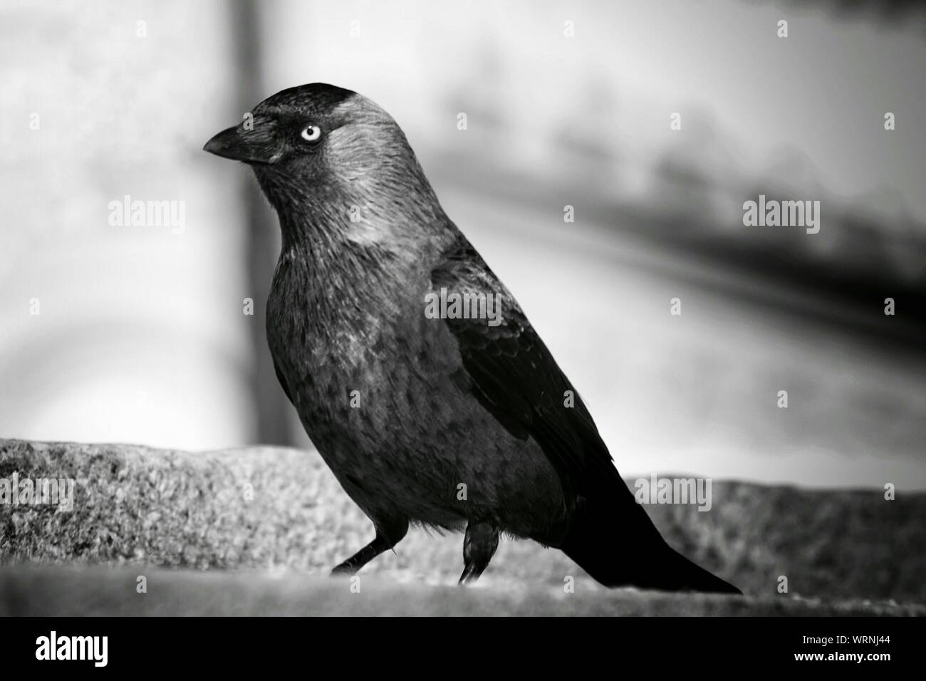 Crow steps hi-res stock photography and images - Alamy