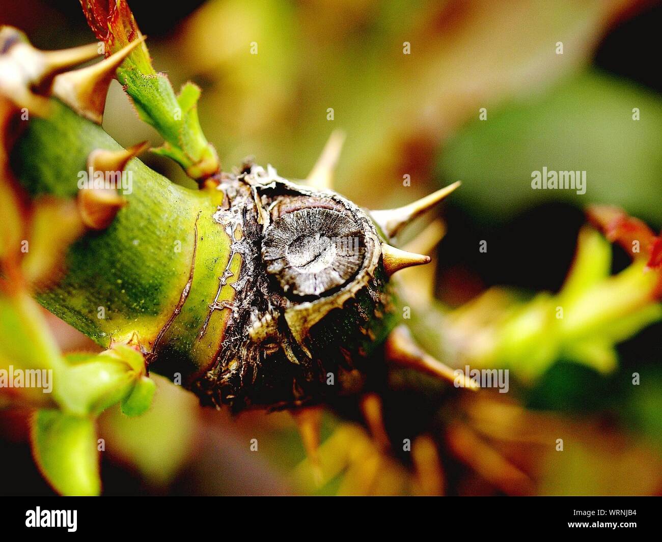 Twig with thorn hi-res stock photography and images - Alamy