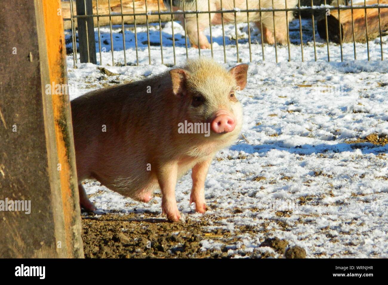 Pig in snow hi-res stock photography and images - Alamy
