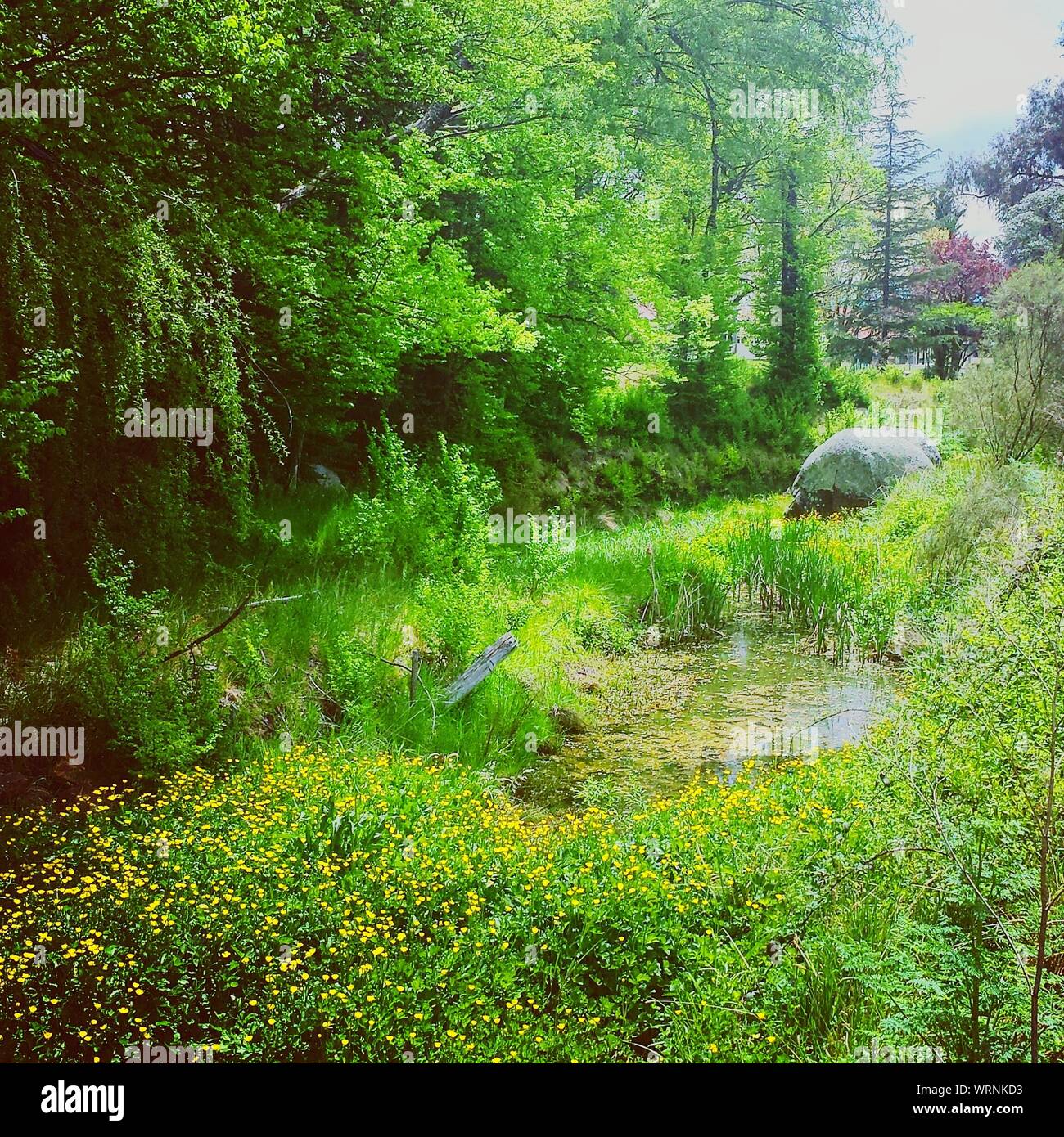 Swamp green swamp hi-res stock photography and images - Alamy