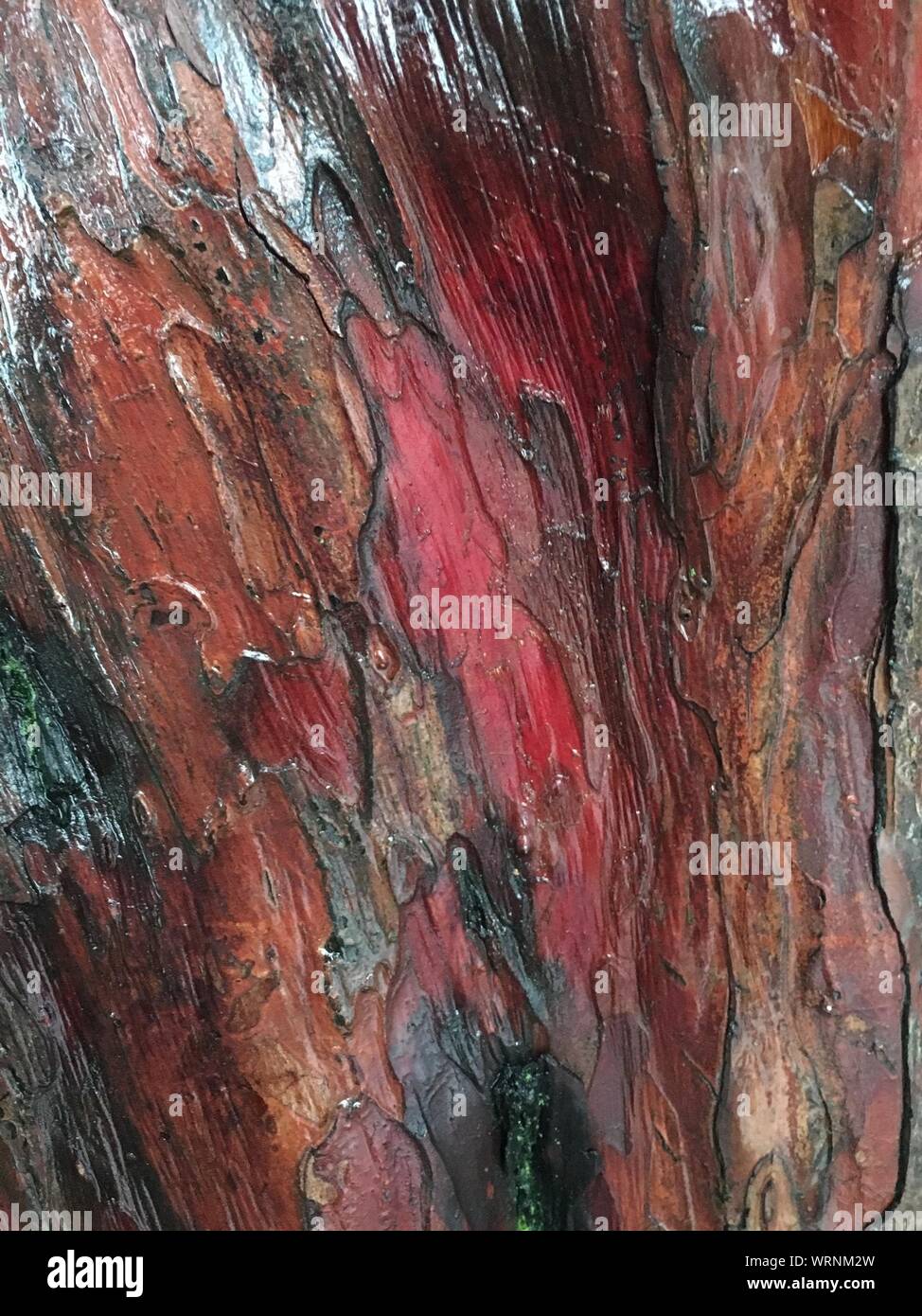 Abstract tree hi-res stock photography and images - Alamy
