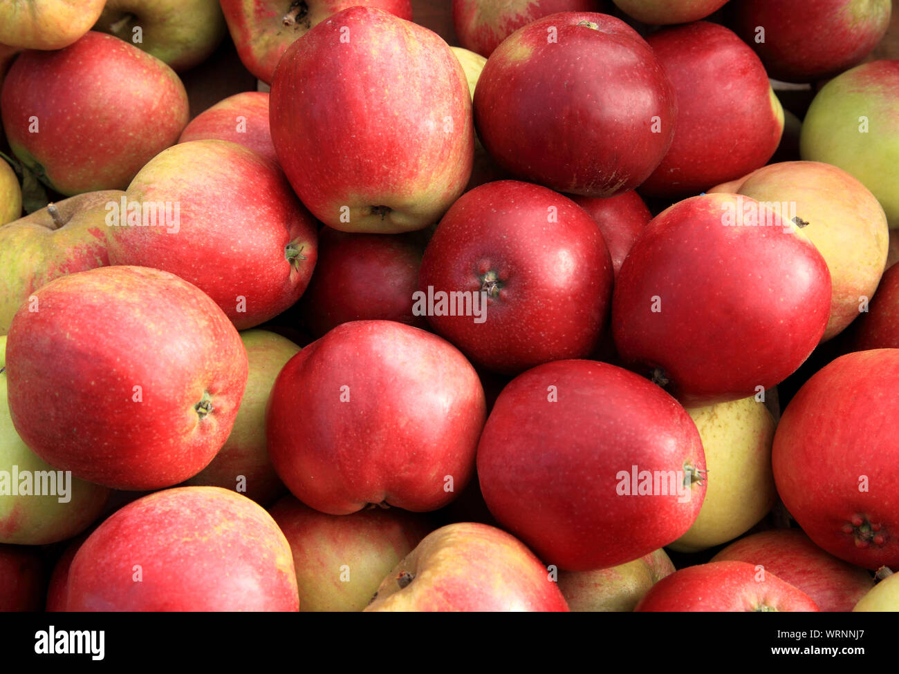 Worcester pearmain apples hi-res stock photography and images - Alamy