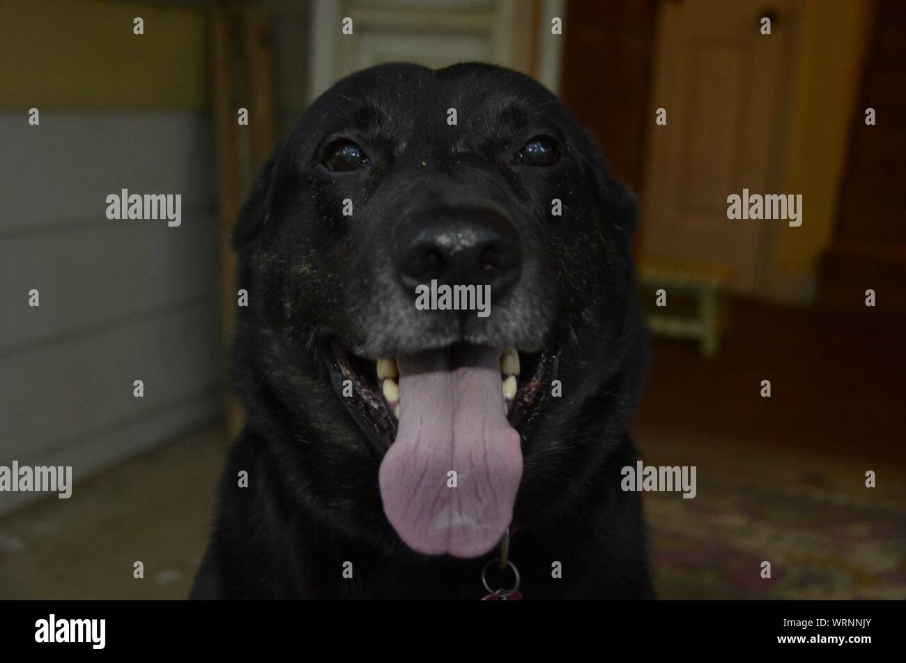 Black labrador looking out hi-res stock photography and images - Alamy