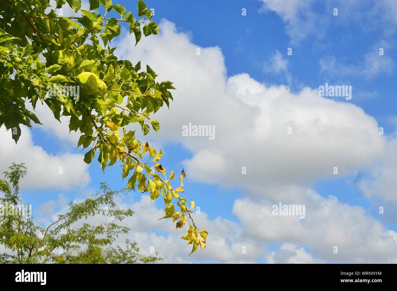 Osage orange fruit hi-res stock photography and images - Alamy