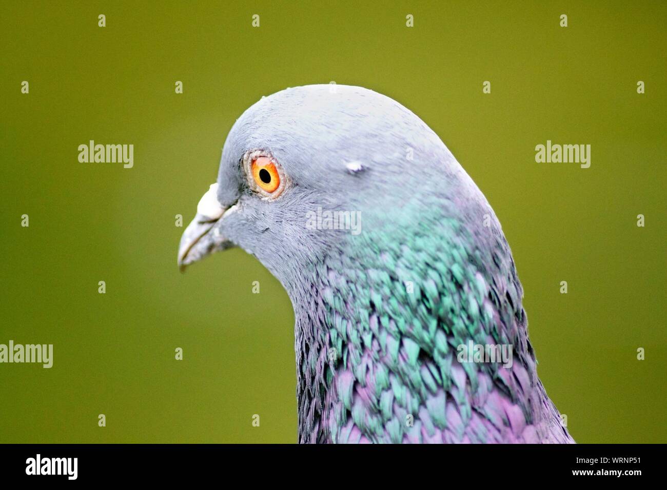 Green color pigeon hi-res stock photography and images - Alamy