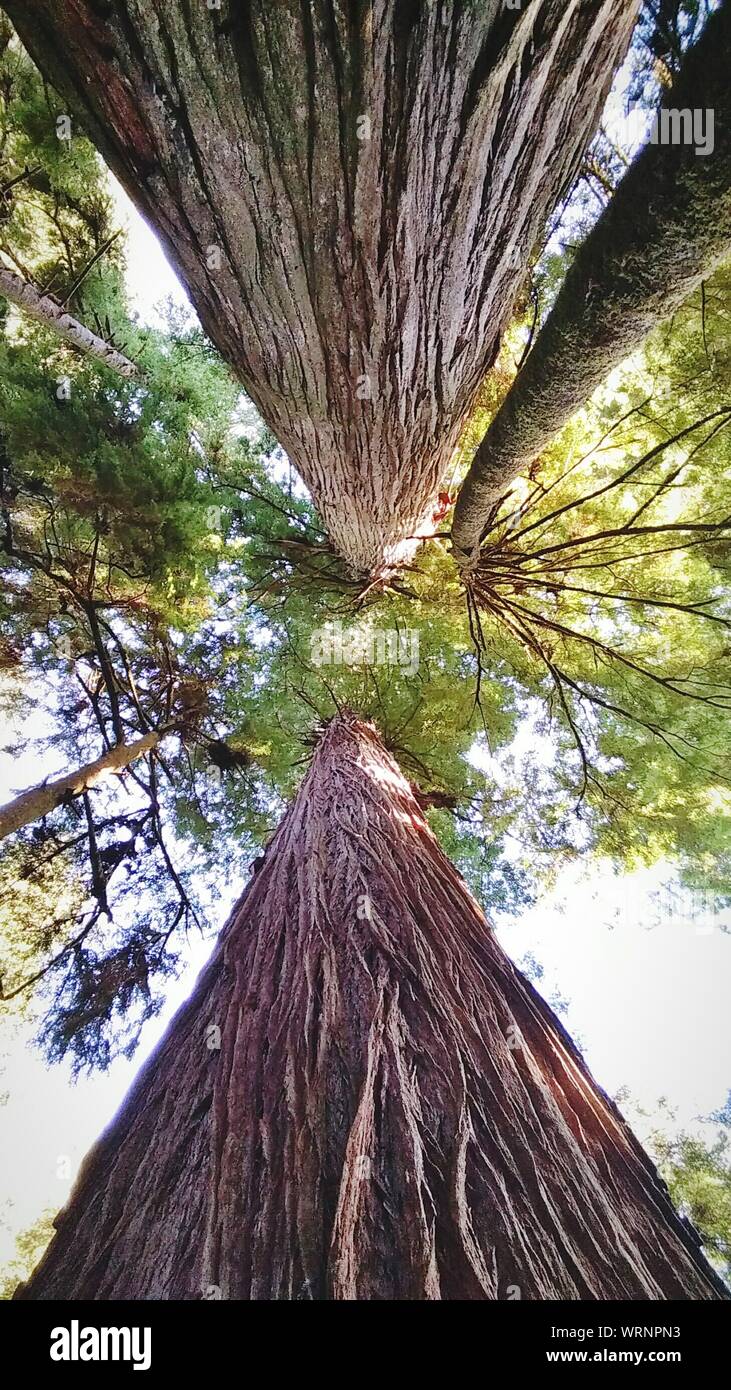 High above the forest hi-res stock photography and images - Alamy