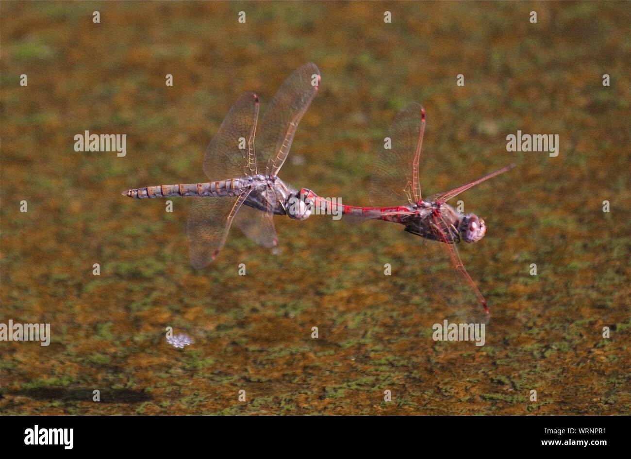 Flying dragonflies hi-res stock photography and images - Alamy