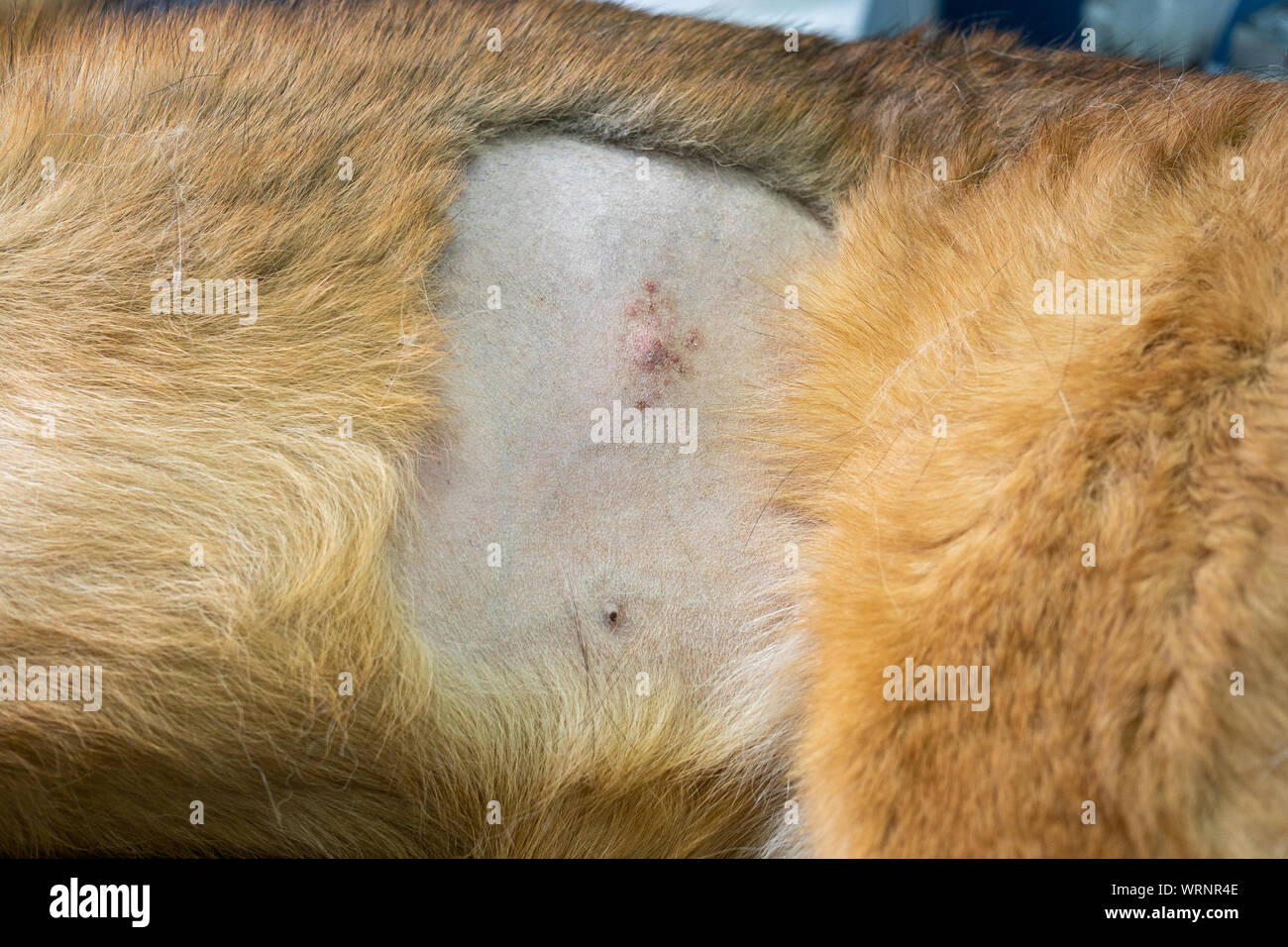 Surgical area of a dog in a surgery Stock Photo - Alamy