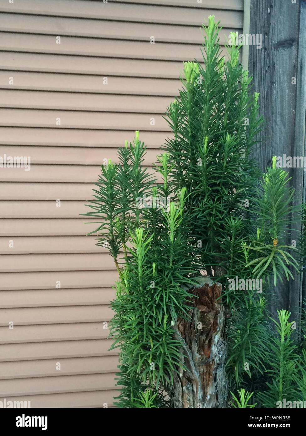 Shutter leaf hi-res stock photography and images - Alamy