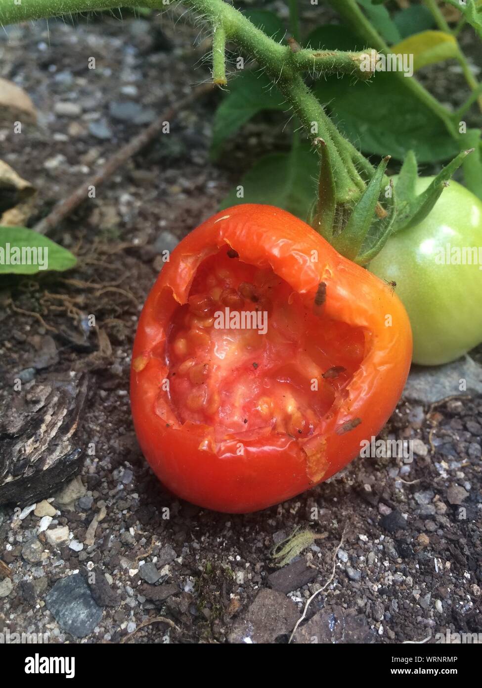Dirty tomatoes hi-res stock photography and images - Alamy