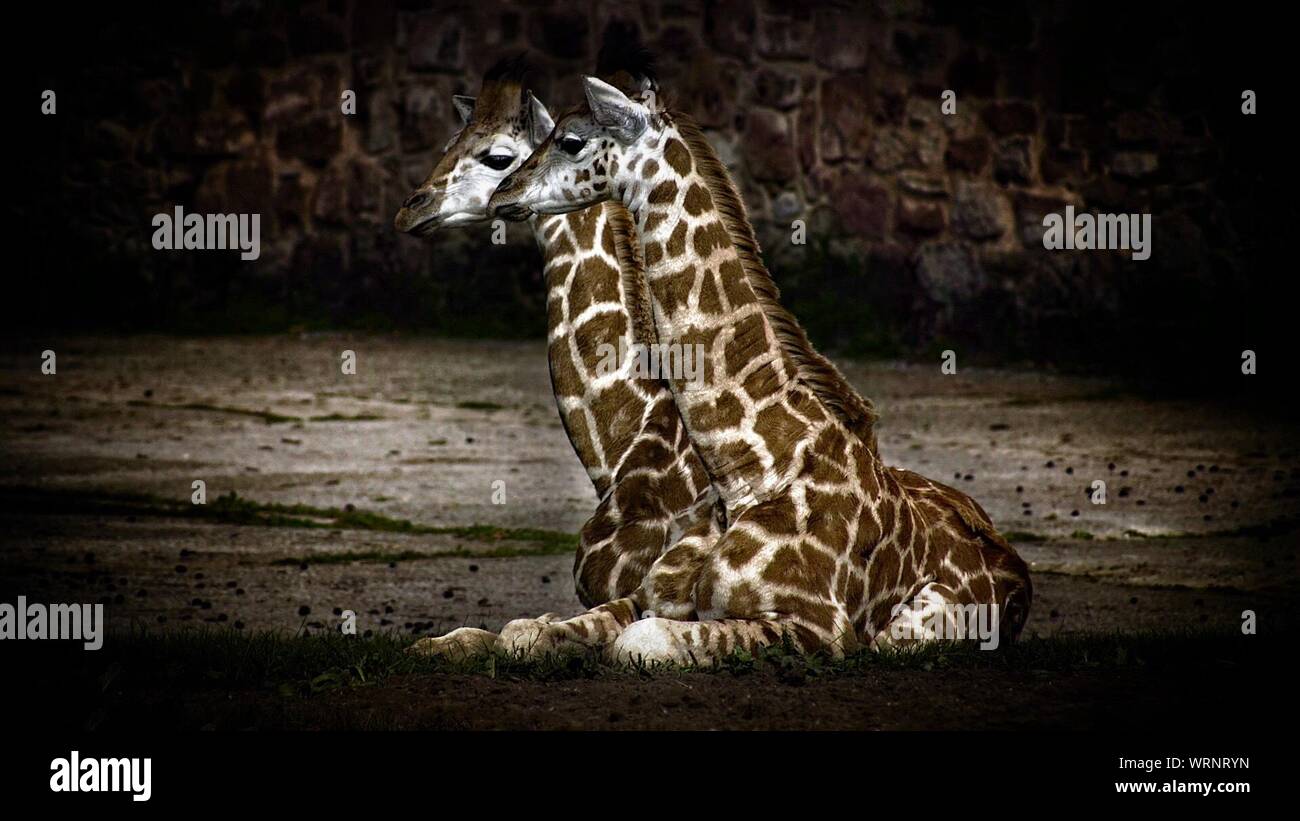 Giraffe sitting hi-res stock photography and images - Alamy