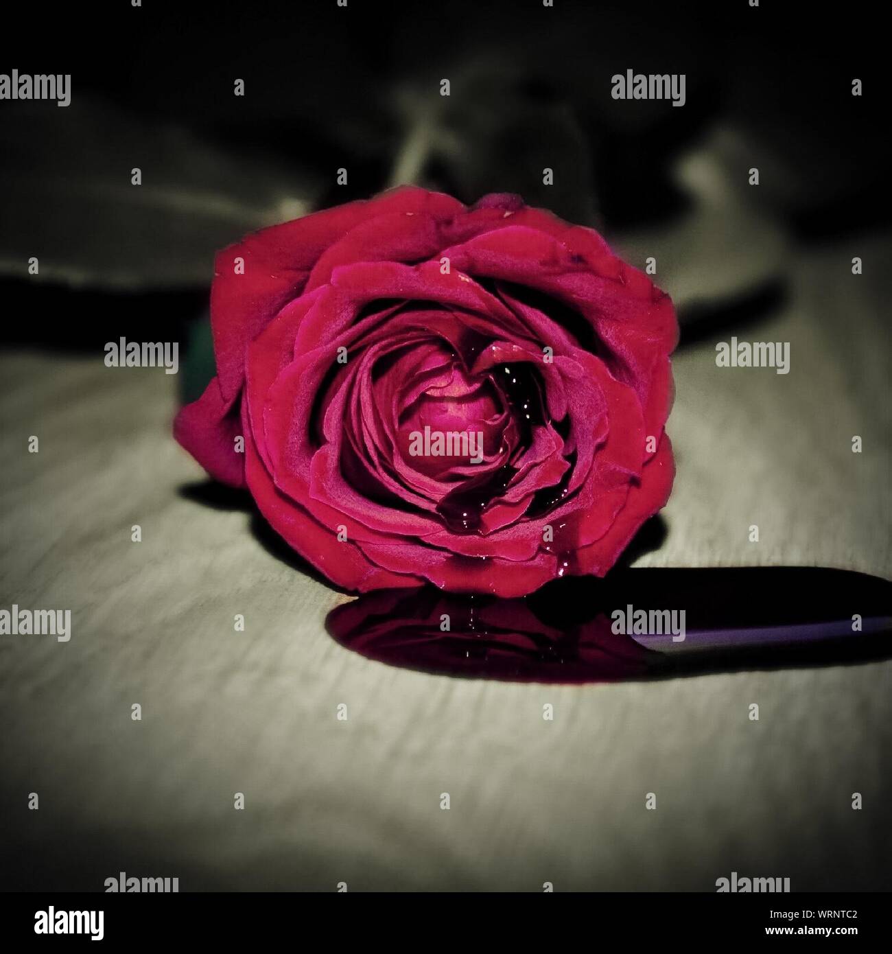 Rose with blood hi-res stock photography and images - Alamy