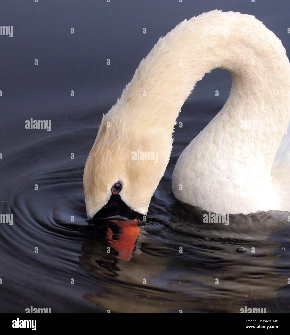 Close-up Side View Of A Swan In Water Stock Photo - Alamy