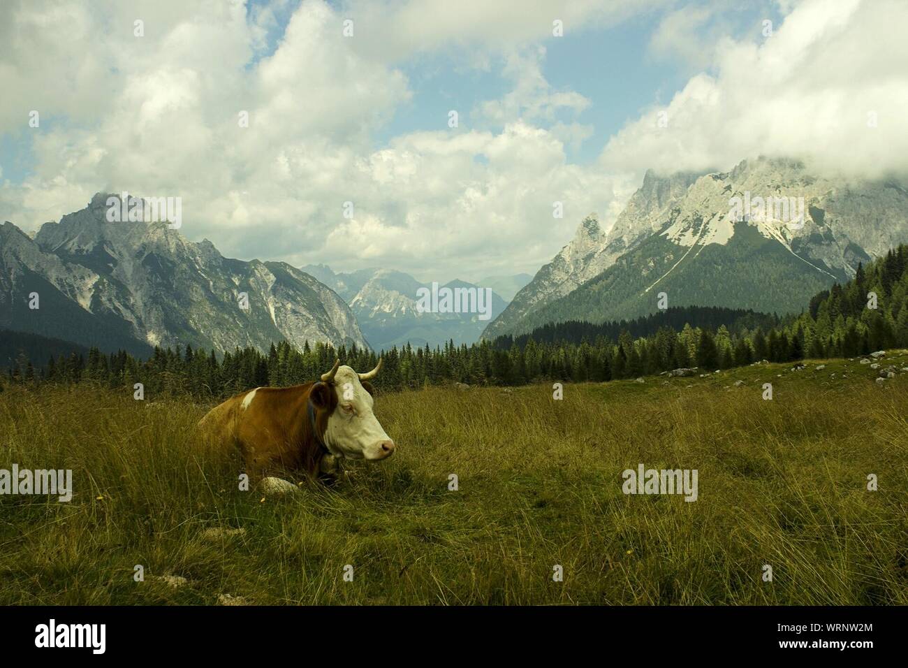 Cow front view hi-res stock photography and images - Alamy