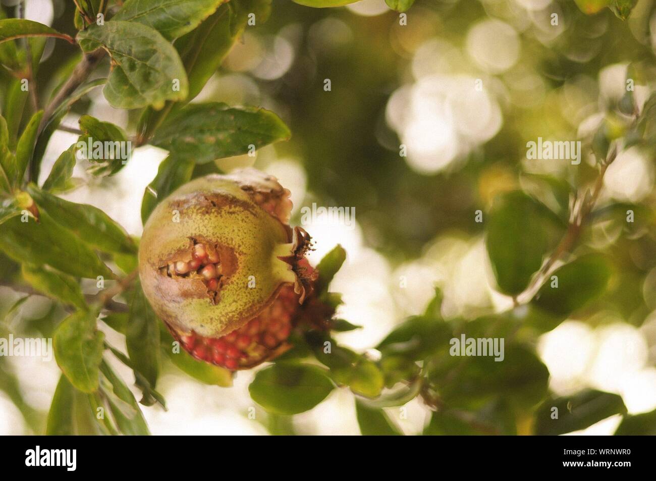 Fruit rotting on tree hi-res stock photography and images - Alamy
