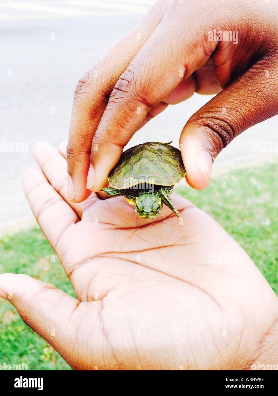 Hand holding turtle hi-res stock photography and images - Alamy
