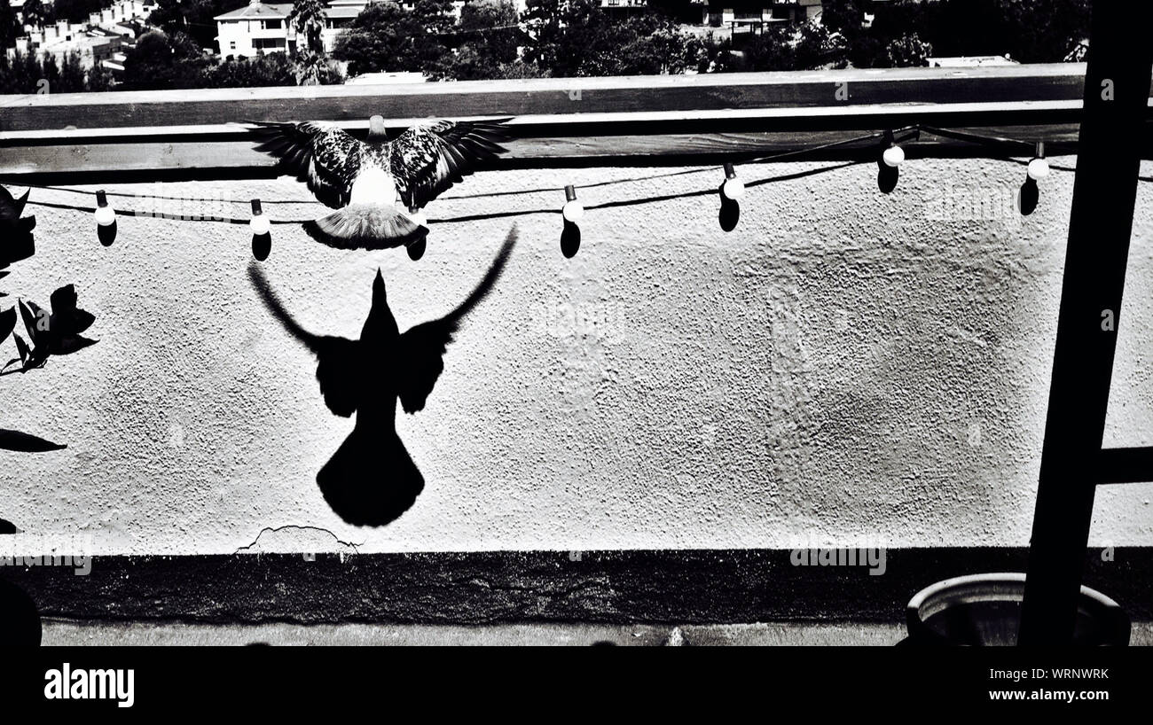 Pigeon Shadow High Resolution Stock Photography and Images - Alamy