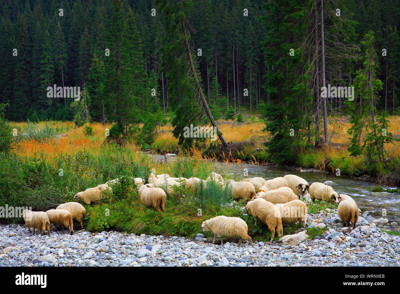 Sheep in woodland hi-res stock photography and images - Alamy