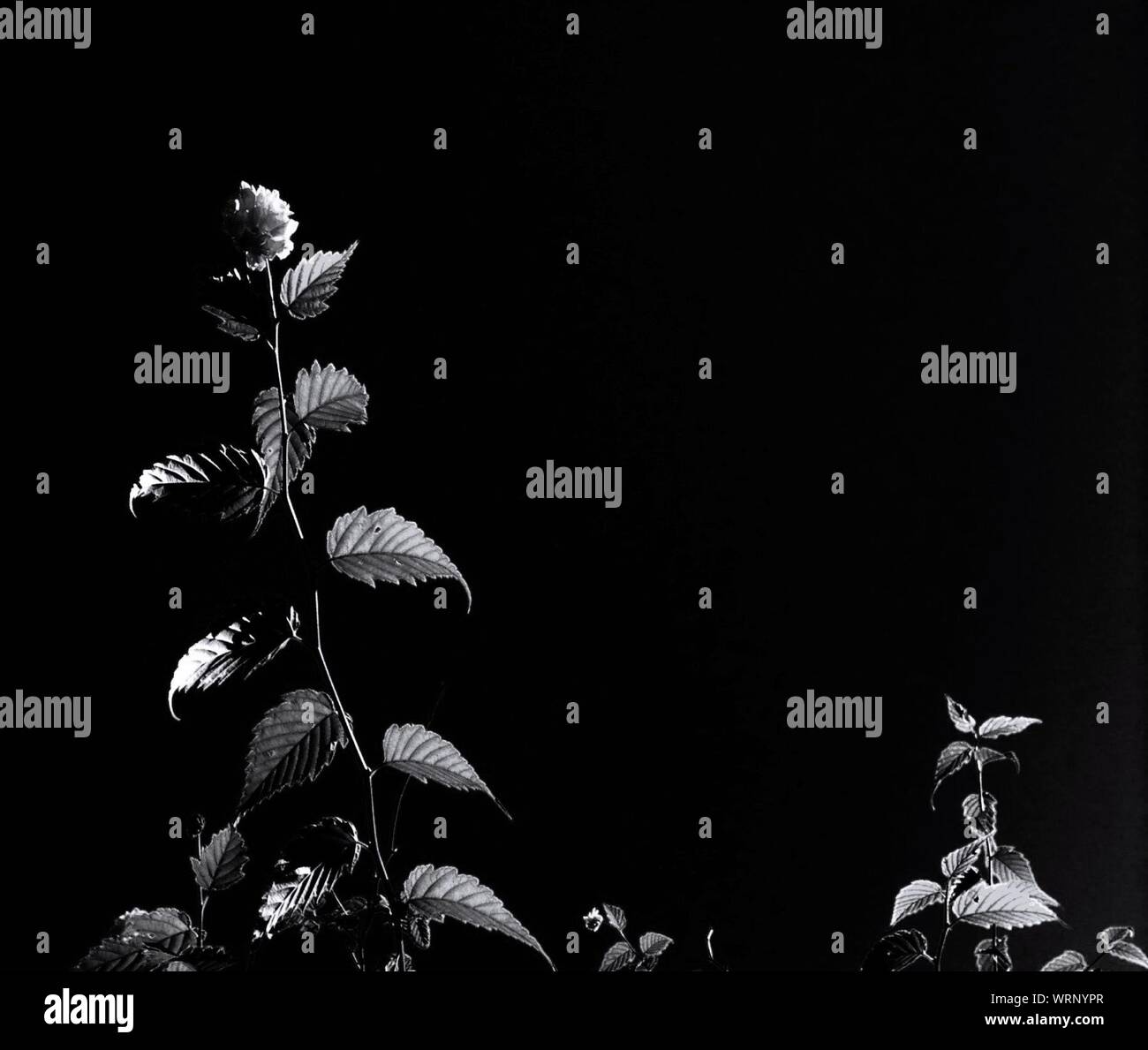 Growing in dark hi-res stock photography and images - Alamy