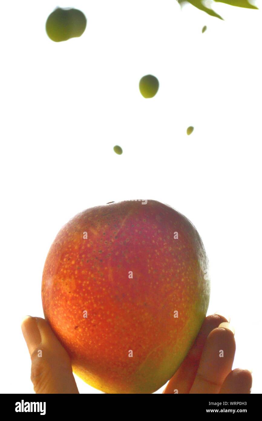 Hand mango hi-res stock photography and images - Alamy