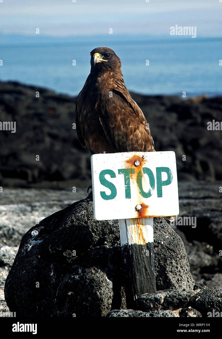 Hawk on sign hi-res stock photography and images - Alamy