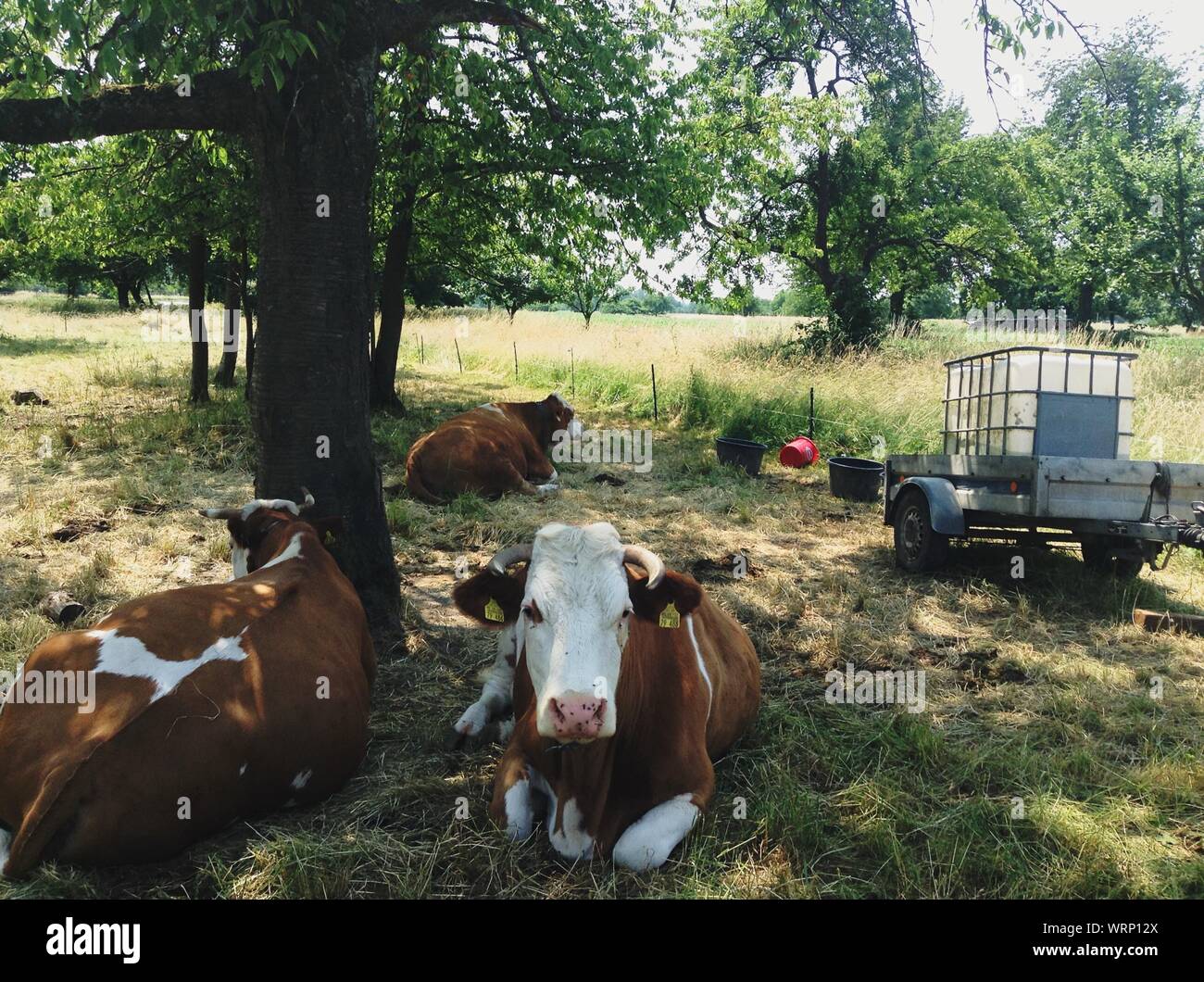 Dirty cows hi-res stock photography and images - Alamy