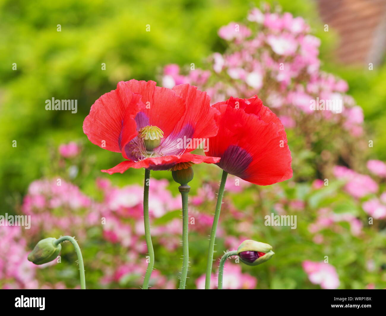 Crimson roof tiles hi-res stock photography and images - Alamy
