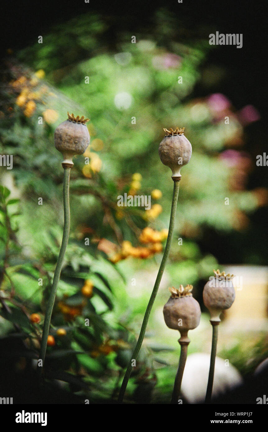 Buds of poppy hi-res stock photography and images - Alamy