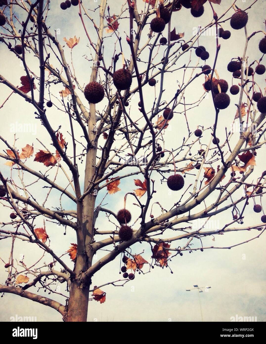 Durian Tree High Resolution Stock Photography and Images - Alamy