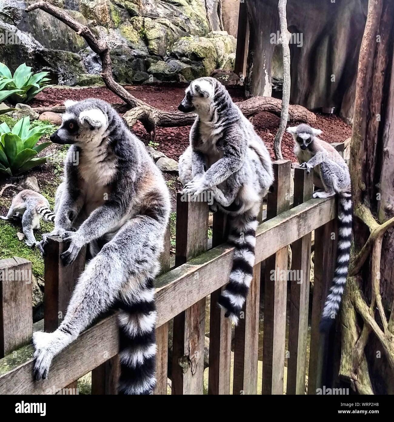 Zoo stockholm hi-res stock photography and images - Alamy