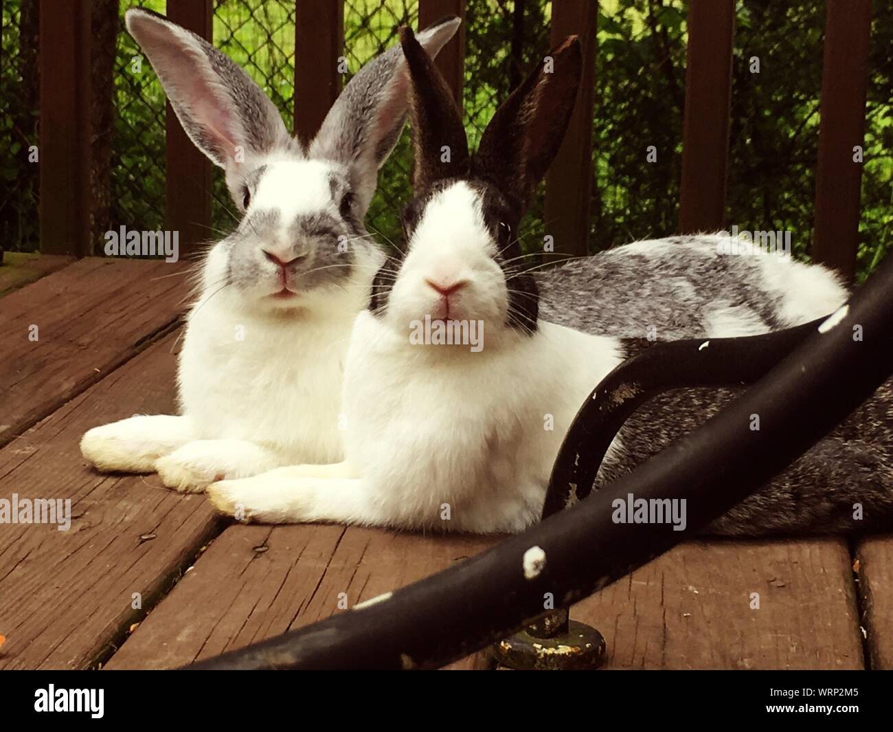 Close-up Portrait Of Rabbits Resting On Boardwalk Stock Photo - Alamy