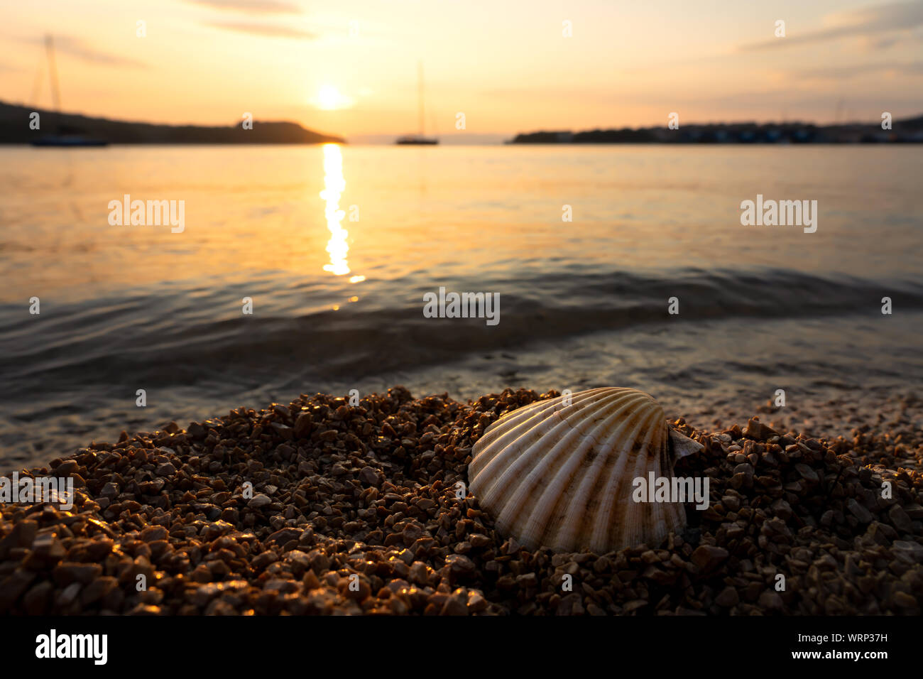 Shell tropical island beach hi-res stock photography and images - Alamy
