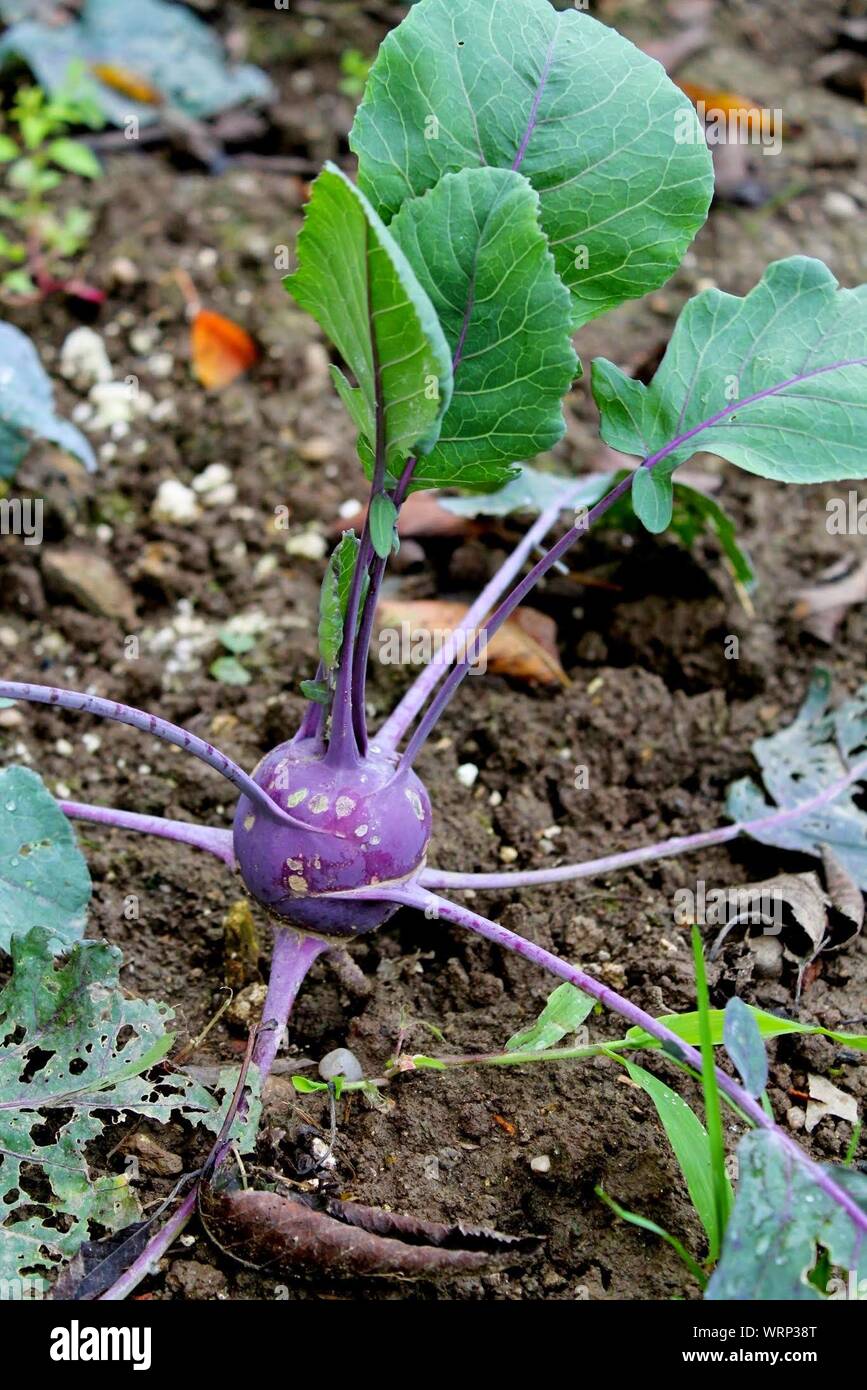 Turnip field hi-res stock photography and images - Alamy