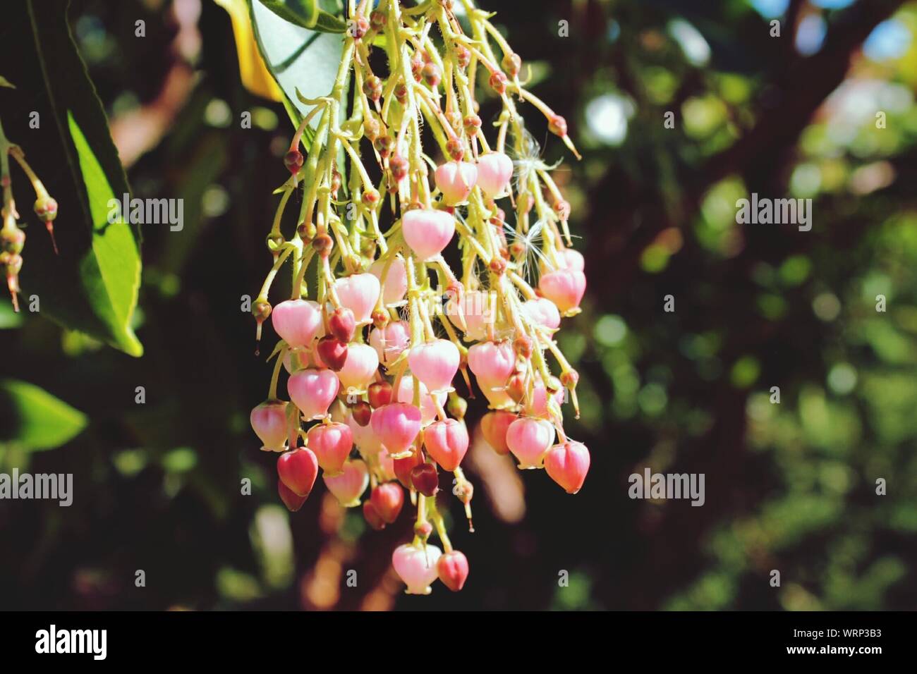 Focus on flower cluster hi-res stock photography and images - Alamy