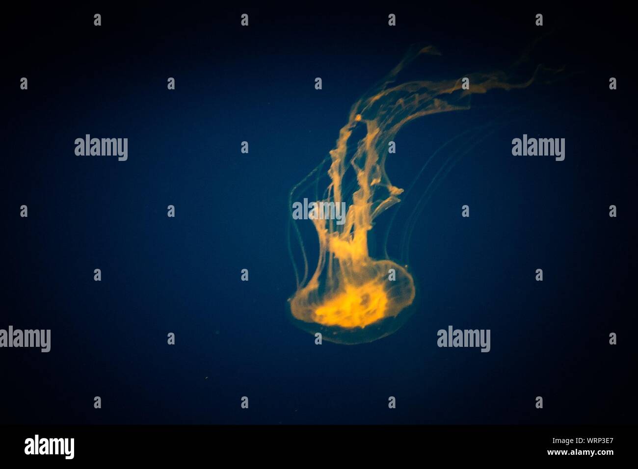 Yellow jellyfish hi-res stock photography and images - Alamy
