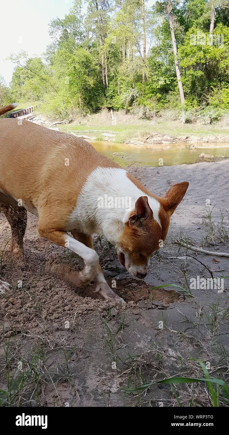 Hole in trees hi-res stock photography and images - Alamy