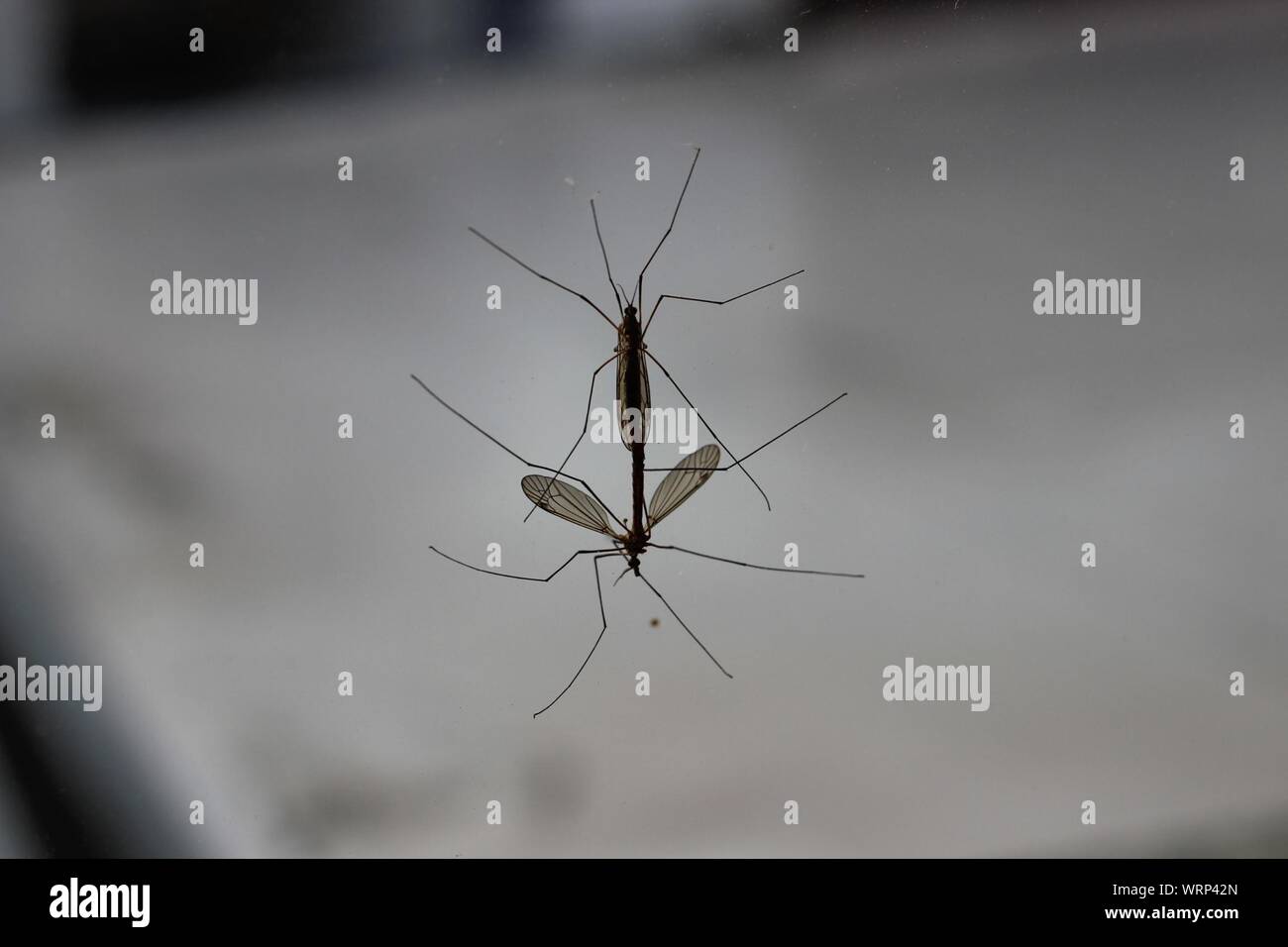 Mosquito Mating High Resolution Stock Photography and Images - Alamy