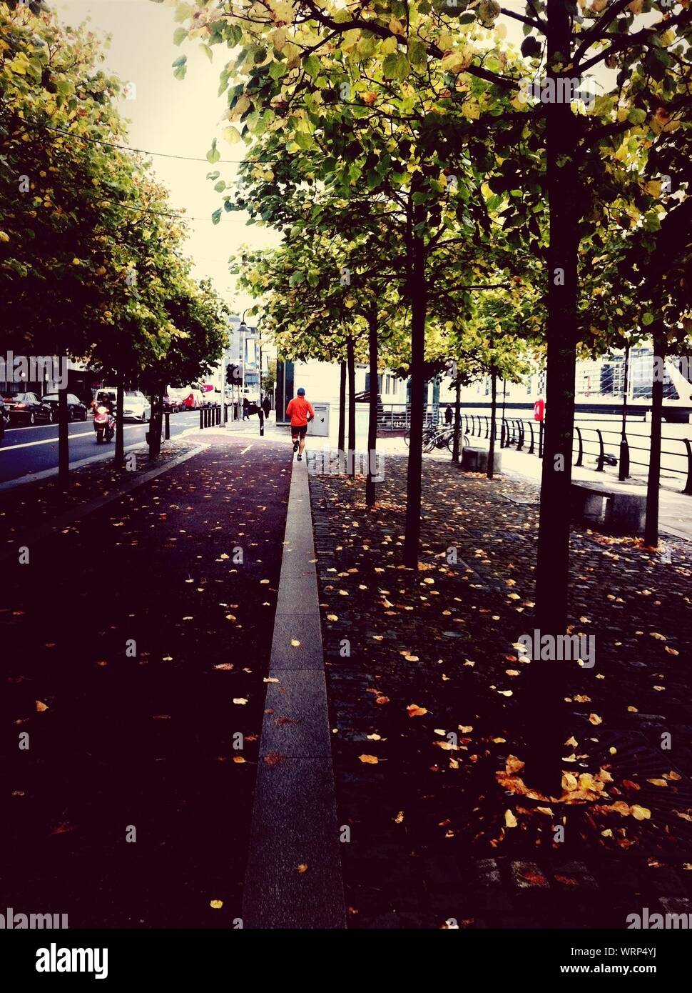 Pavement trees hi-res stock photography and images - Alamy