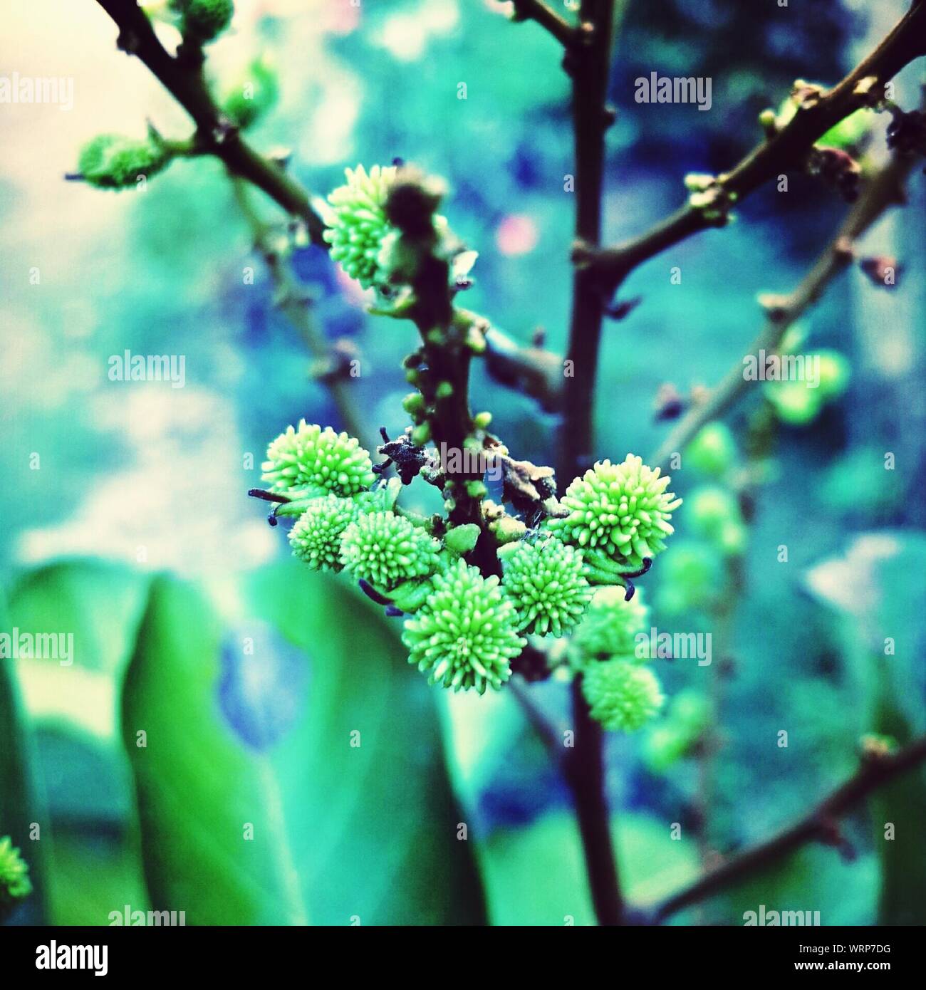 Small flower hi-res stock photography and images - Alamy