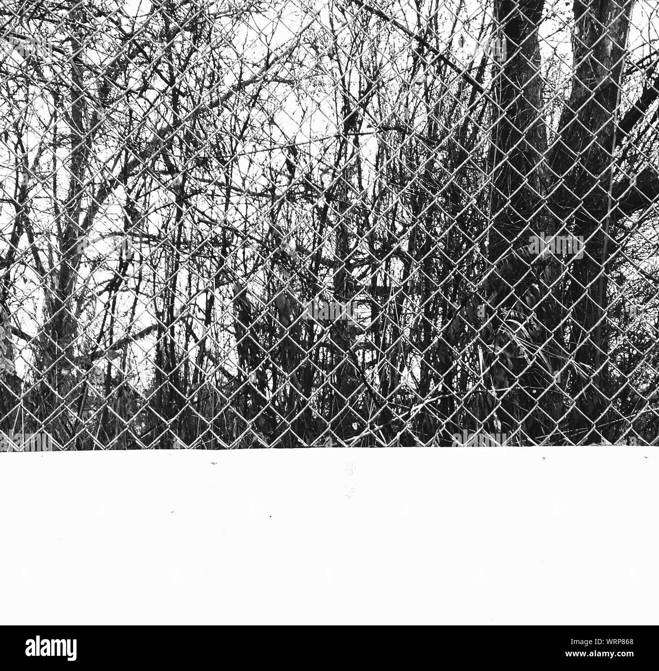 Tree growing through fence hi-res stock photography and images - Alamy