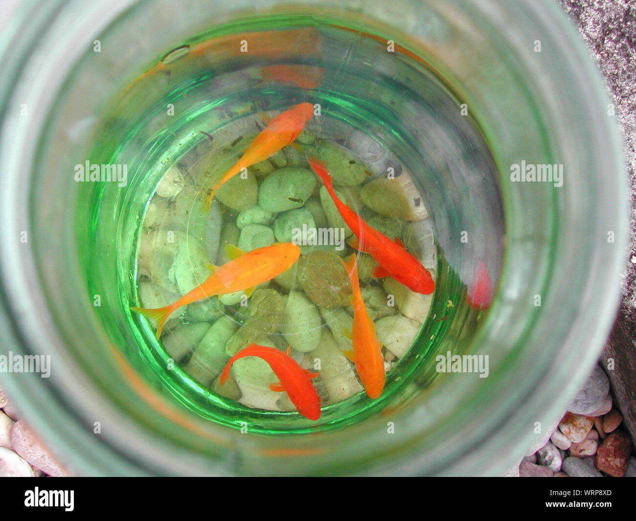 Goldfish bowl glass hi-res stock photography and images - Alamy